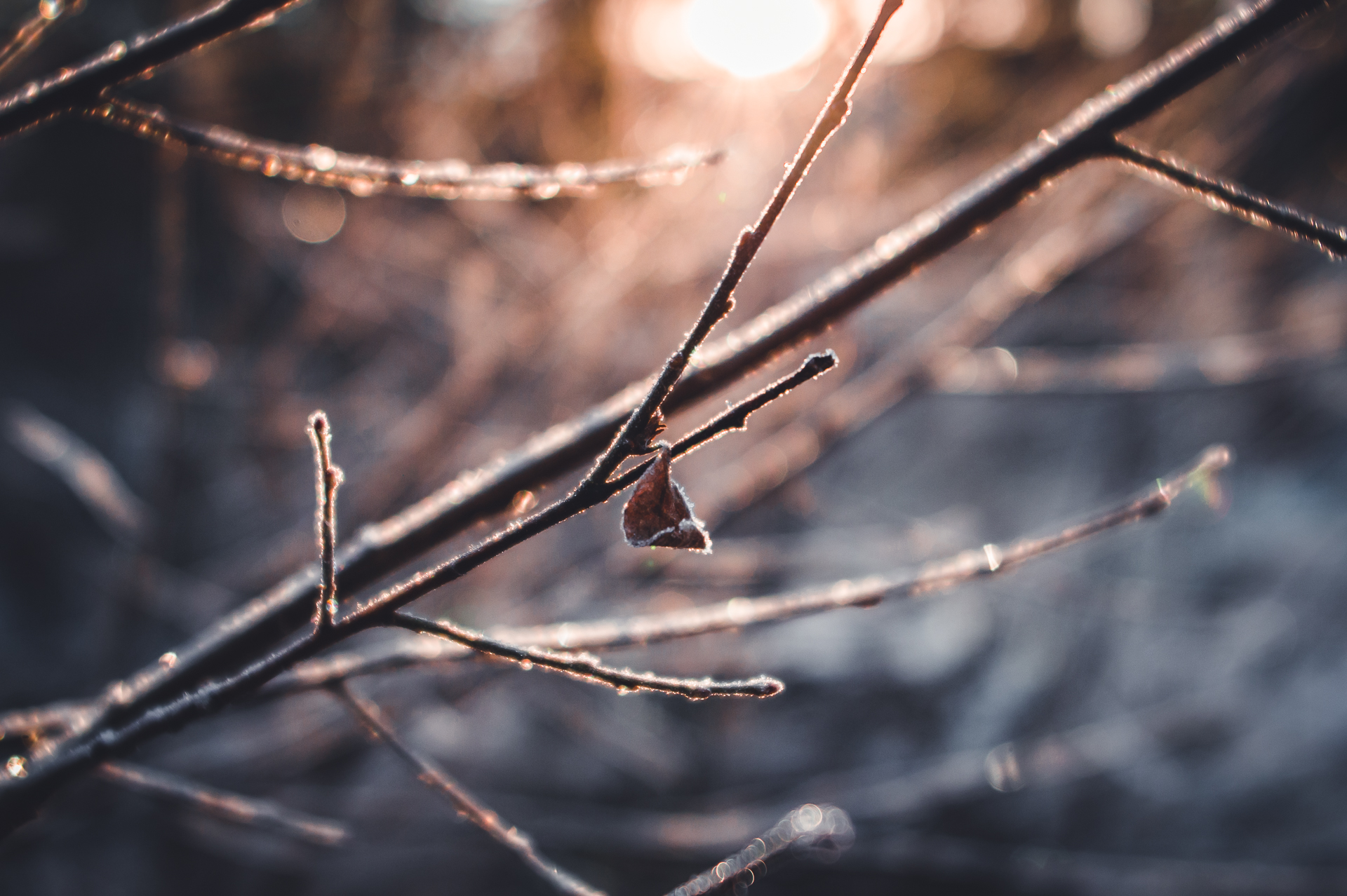 Romjulstur til Froland etter frost og kulde - Lensbirdie